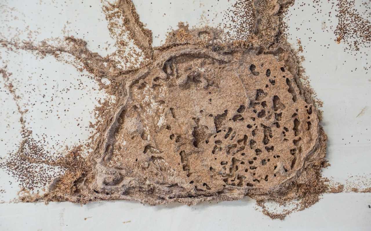 Drywall Signs Of Termites In Your Home | All You Need To Know