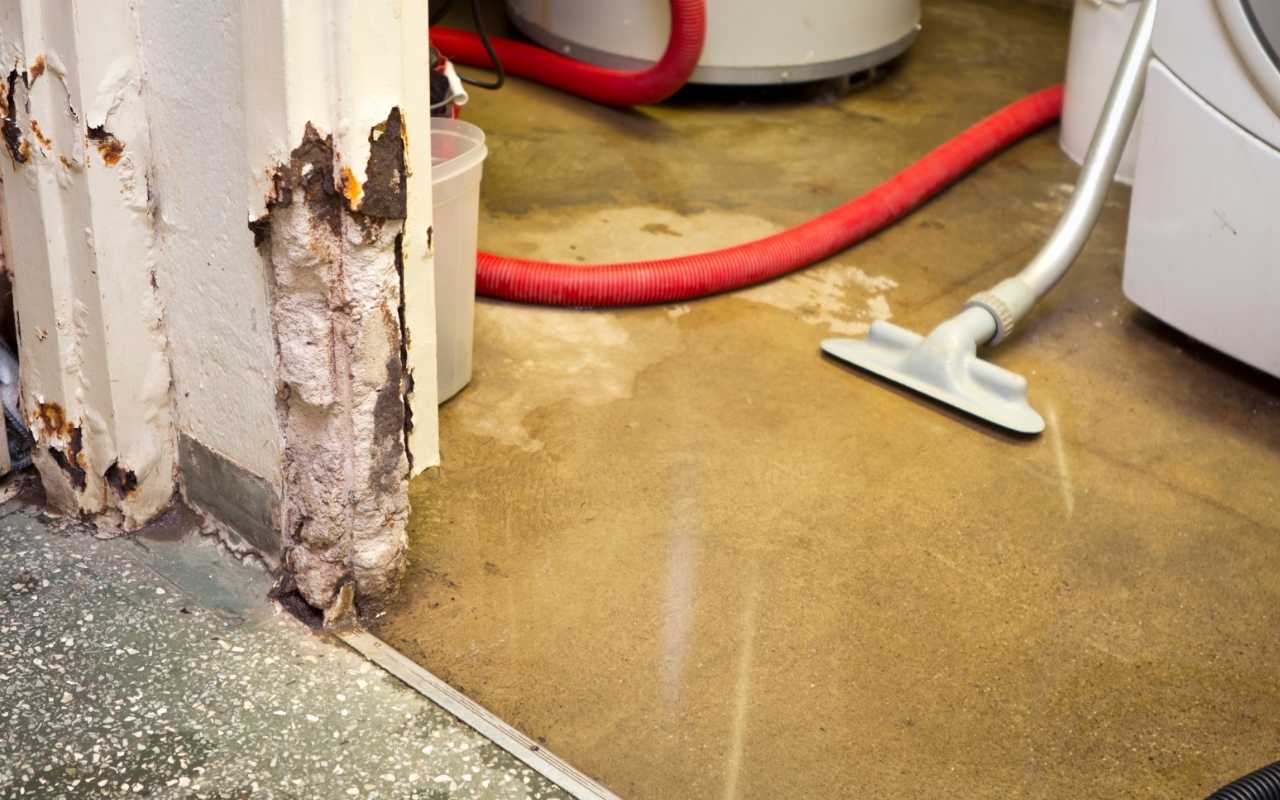 Drywall Signs Of Termites In Your Home | All You Need To Know